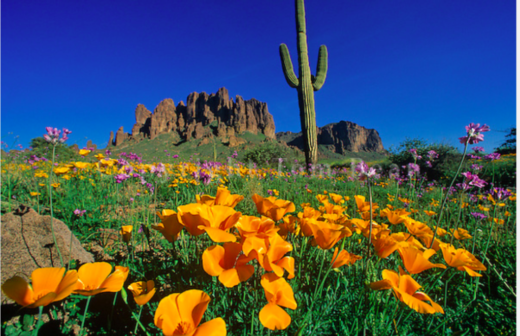 Wild Arizona is Arizona Wilderness Coalition & Grand Canyon Wildlands ...