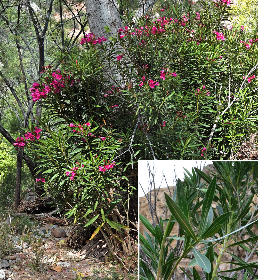 invasive plant monitoring in Arnett Creek - Wild Arizona