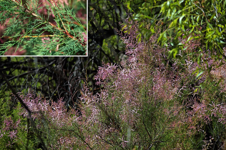invasive plant monitoring in Arnett Creek - Wild Arizona