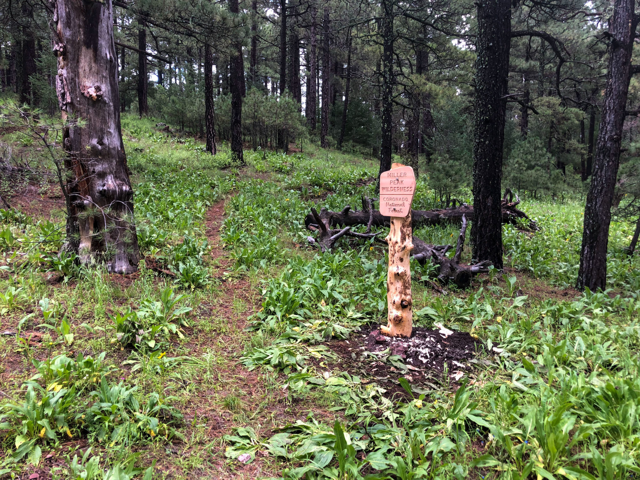 wild stew field crew update: Rain in the Huachucas! - Wild Arizona