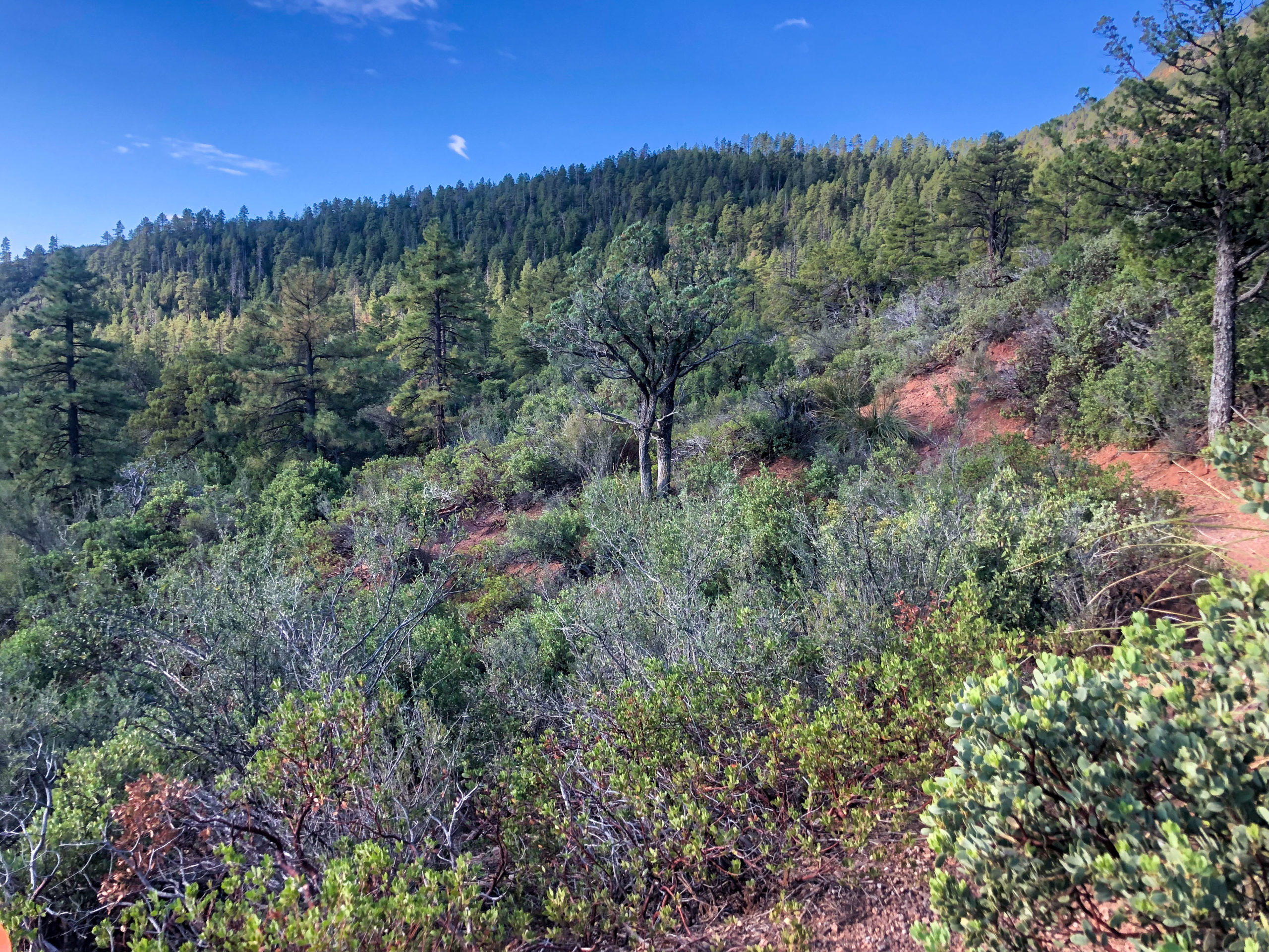 wild stew field crew update: Highline Trail - Wild Arizona