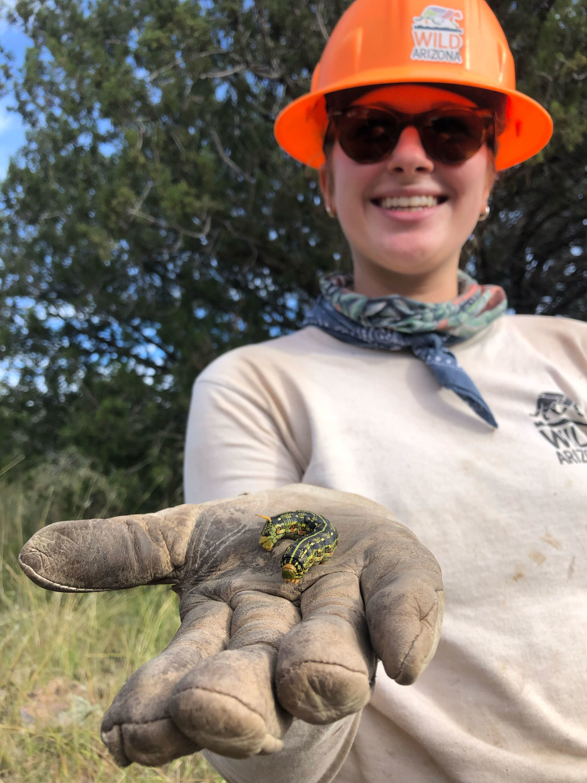 wild stew field crew update: Return to Silver Peak in the Chiricahua ...