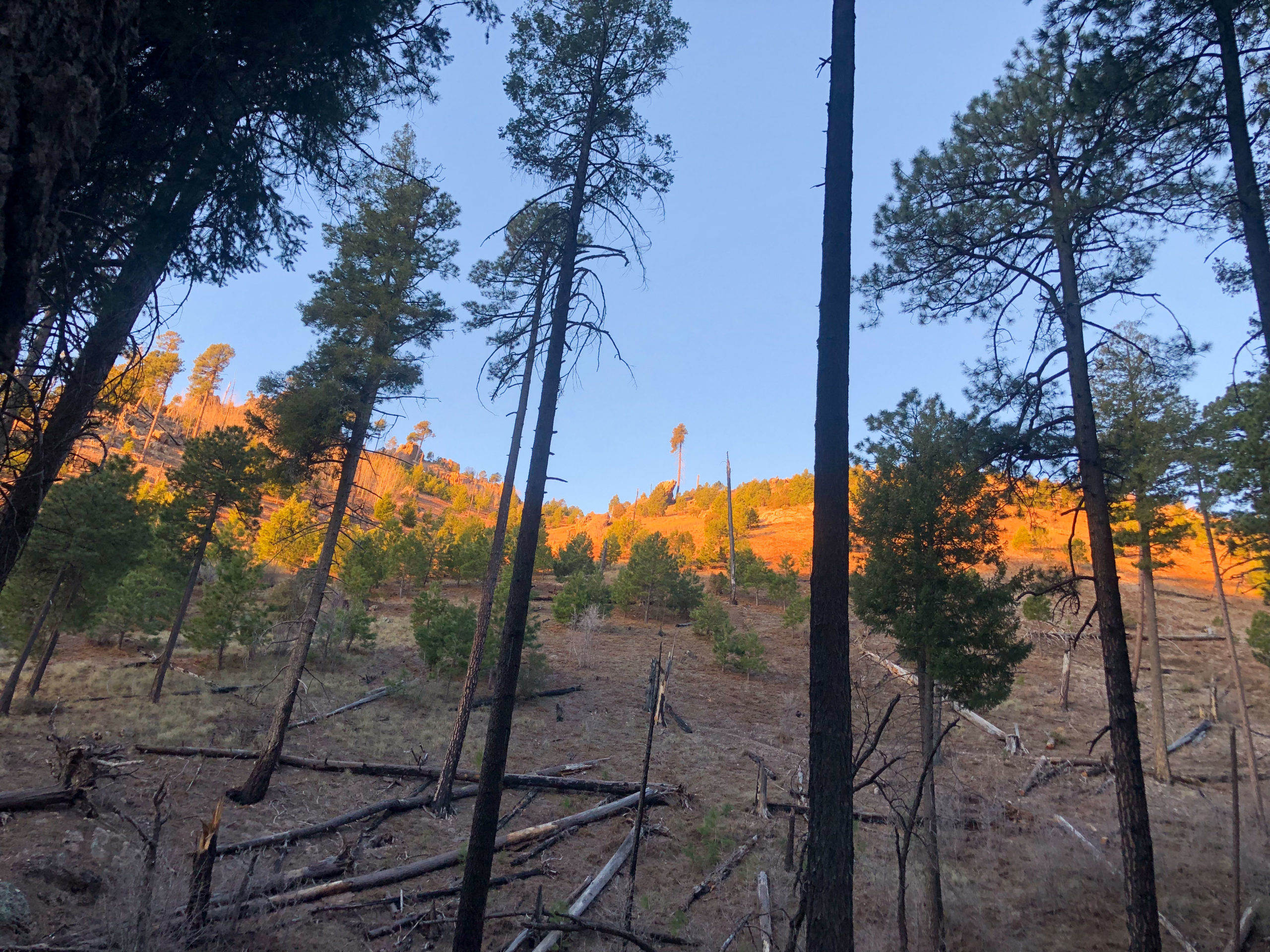 celebrating a year of historic conservation wins and a wilder future ...