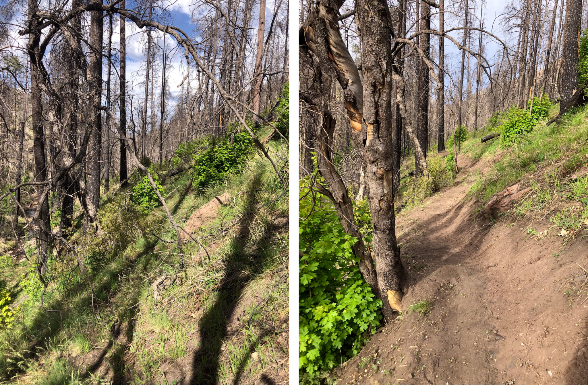 wild stew field crew: A Descent Down the Strayhorse Trail - Wild Arizona