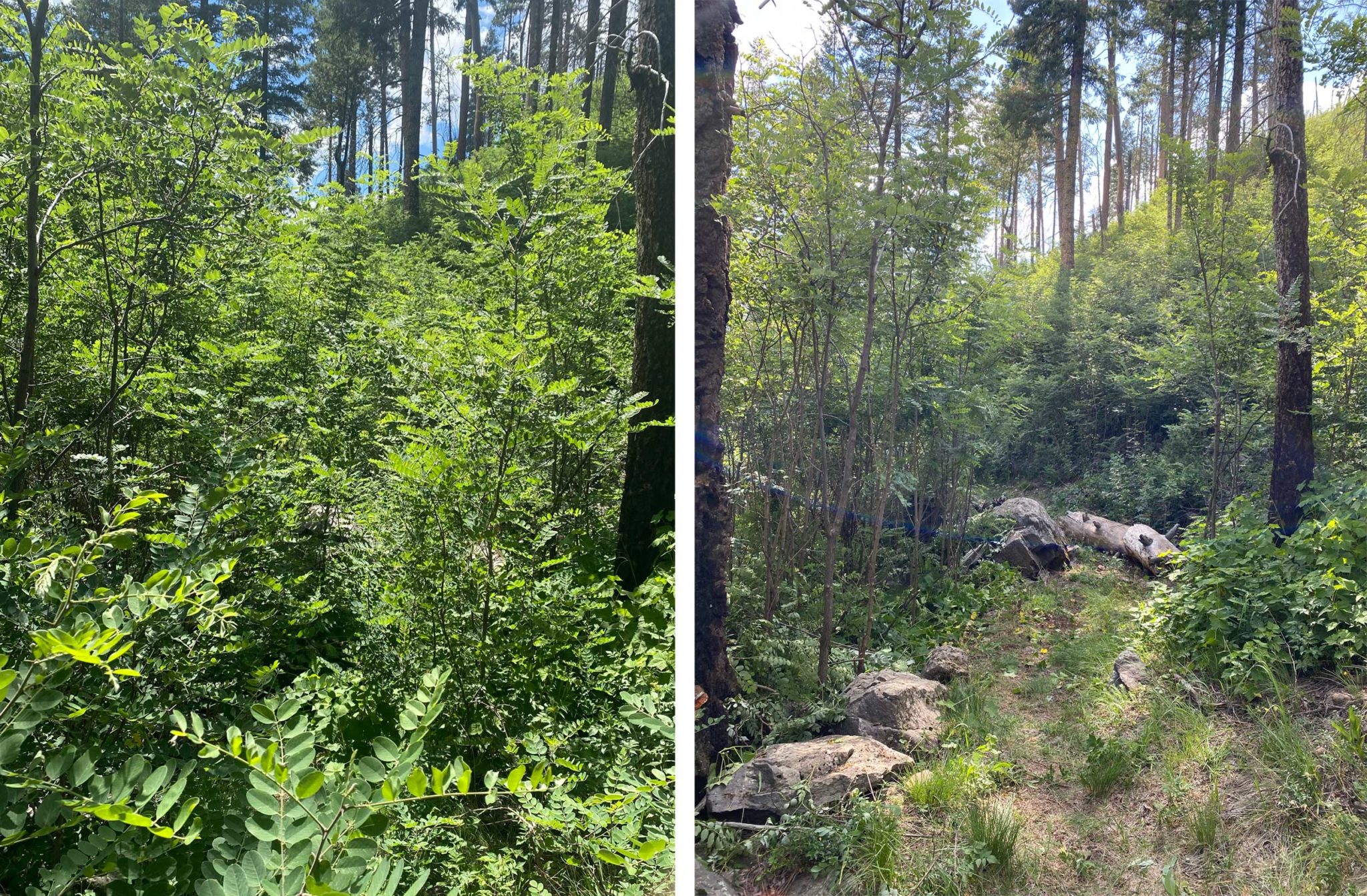 wild stew field crew: Bear Wallow Wilderness - Wild Arizona