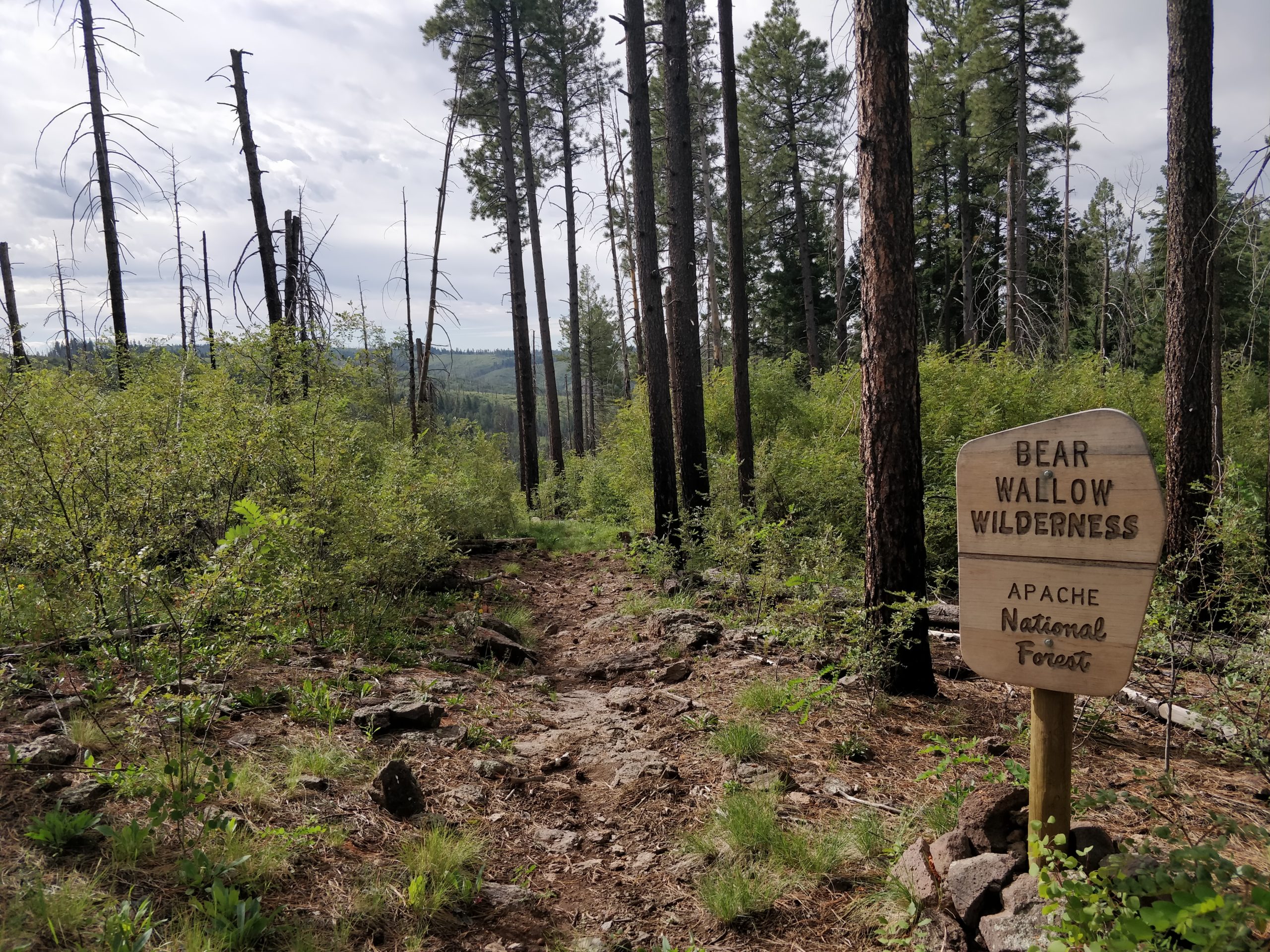 wild stew field crew: Where Bears Wallow and Ivy Grows - Wild Arizona
