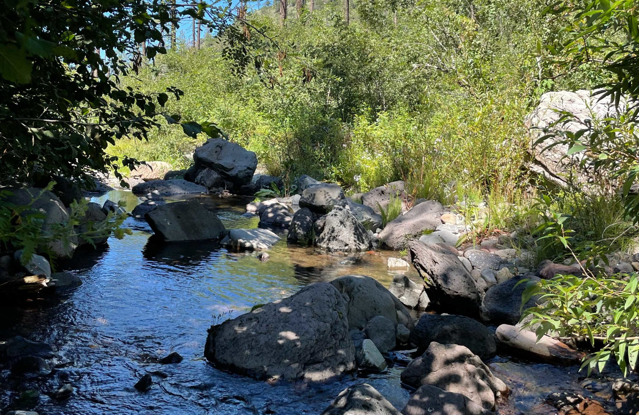 celebrating a year of historic conservation wins and a wilder future ...