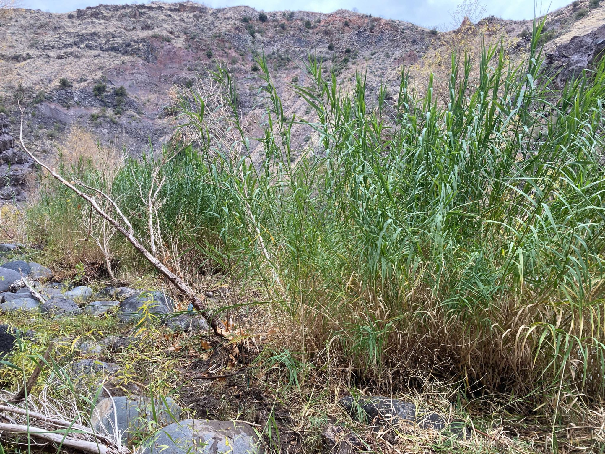 wild stew field crew: A Step Toward Giant Reed Extinction on Lower ...
