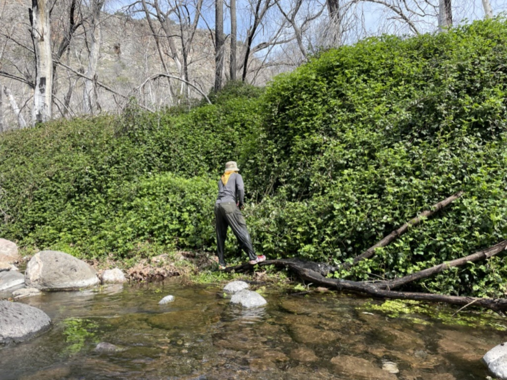 wild stew field crew: Raspberry & Snails at Fossil Springs - Wild Arizona