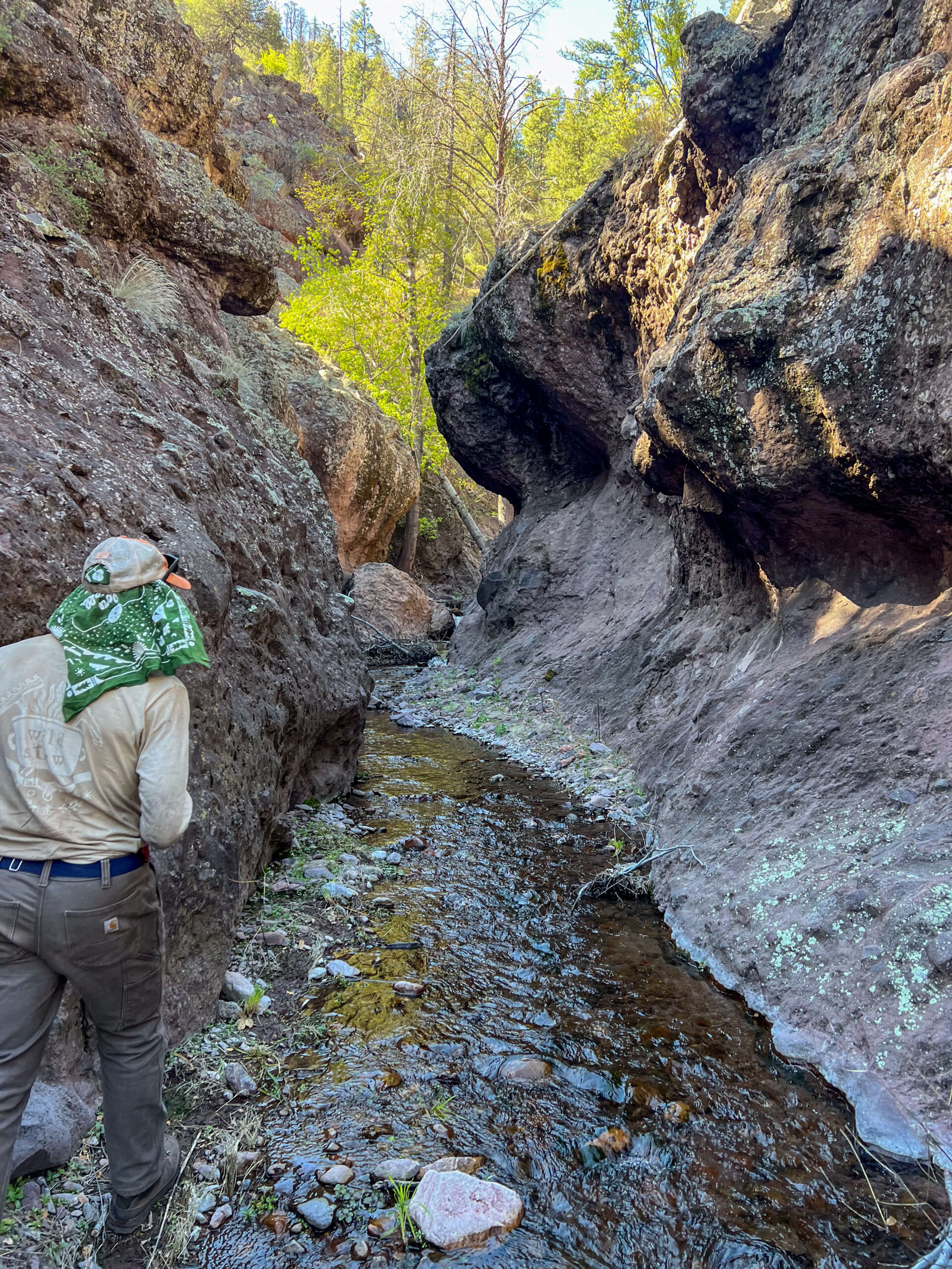 this is Wild Stew... - Wild Arizona