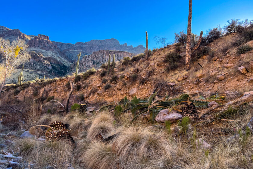 Wild Arizona is Arizona Wilderness Coalition & Grand Canyon Wildlands ...