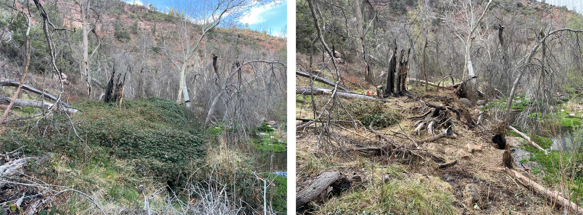 wild stew field crew: Removing Invasive Blackberry in Fossil Springs ...