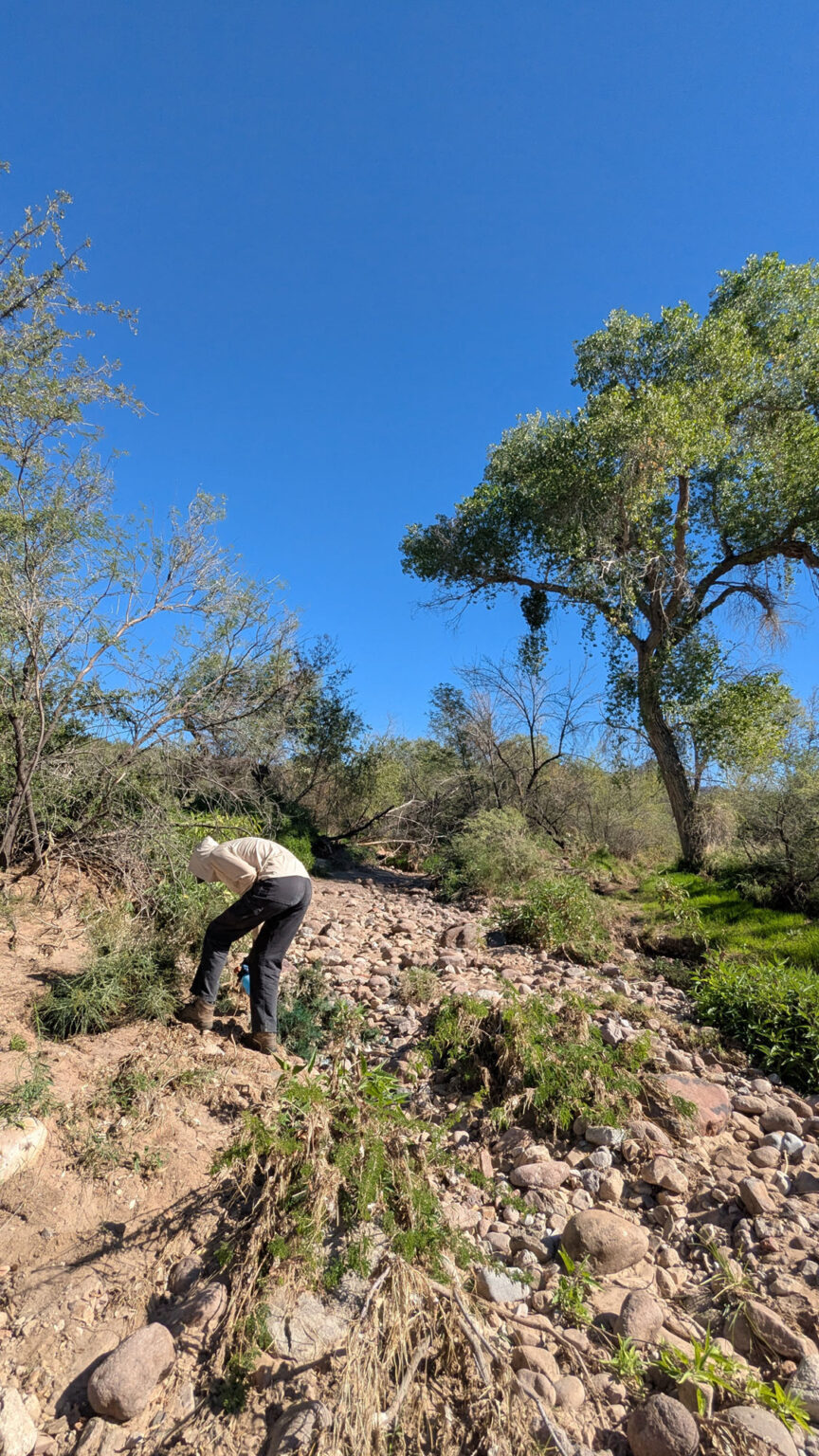wild stew field crew: Retreating Invasive Plants along Queen Creek ...