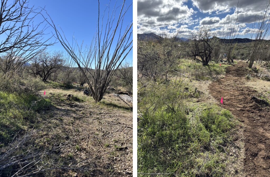 wild stew field crew: Rare Sights & Lights in the Santa Catalina ...